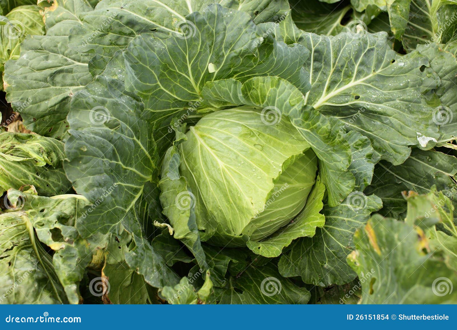 Kool stock foto. Image of eten, landbouw, groen, versheid - 26151854