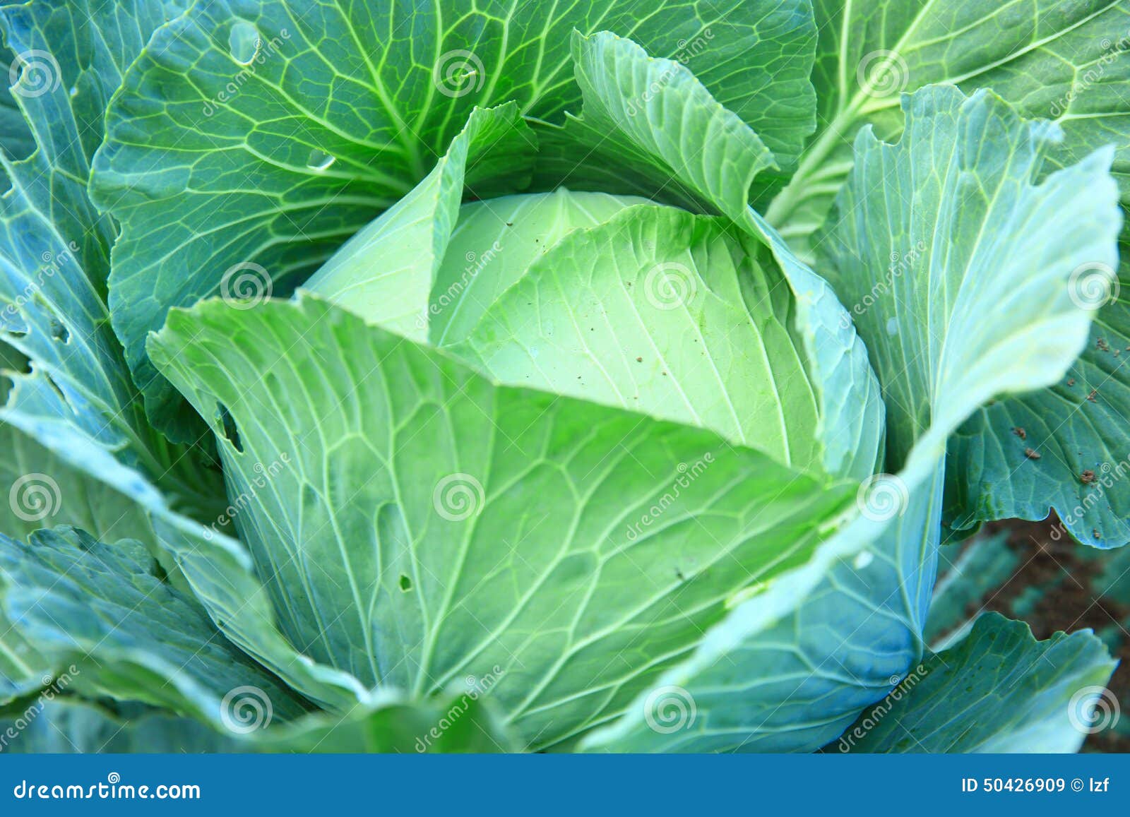 Kool stock afbeelding. Image of gebied, vers, organisch - 50426909