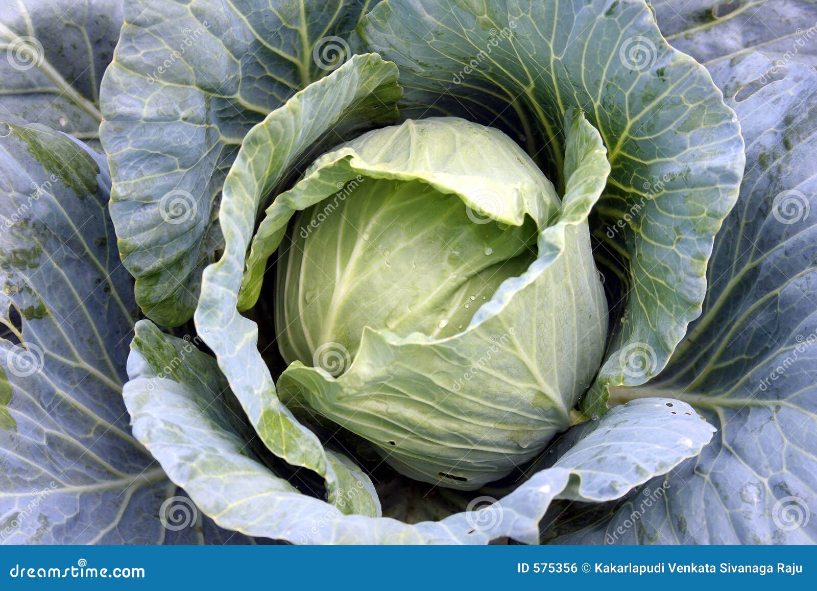 Kool stock foto. Image of ader, bladeren, kern, kool, ochtend - 575356