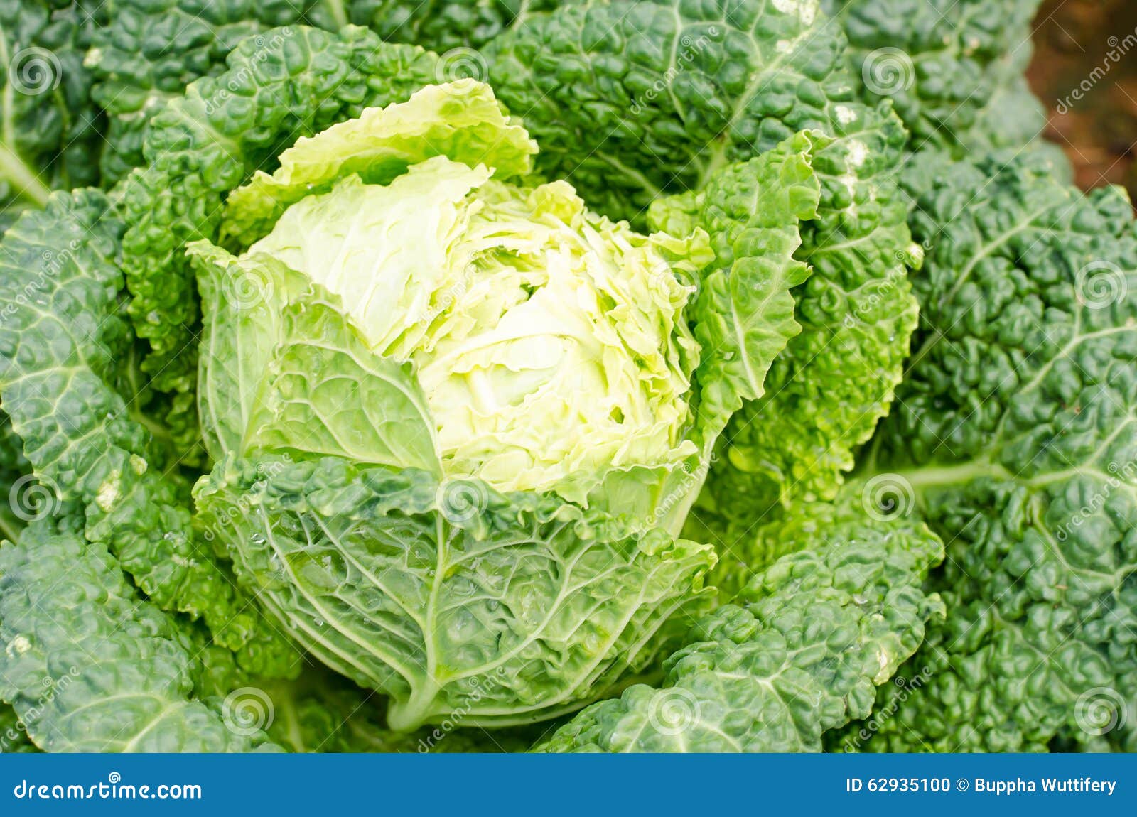 Kool stock foto. Image of voedsel, landbouwbedrijf, verlof - 62935100