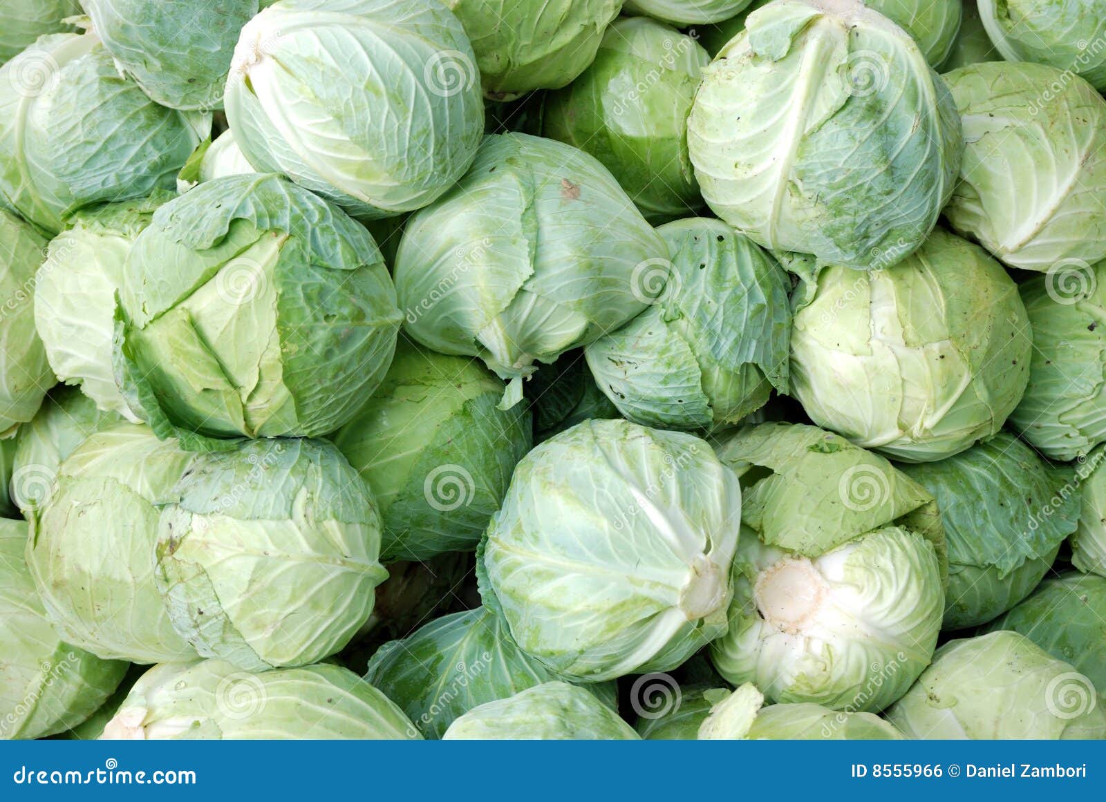 Kool stock foto. Image of gezond, kool, ingrediënt, voedsel - 8555966