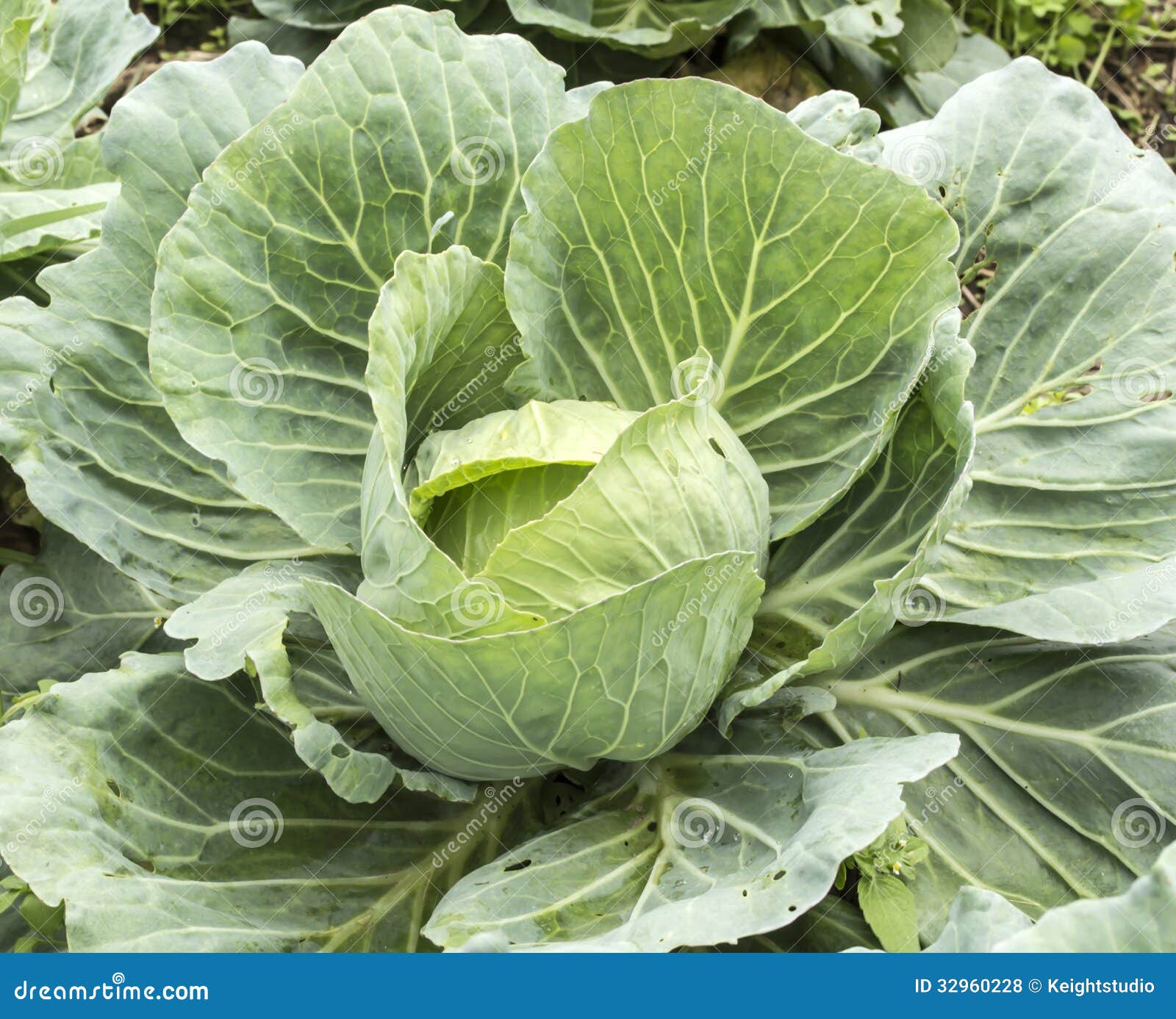 Kool in De Tuin. Koolhoofd Tijdens De Snelle De Groeiperiode. C Stock ...