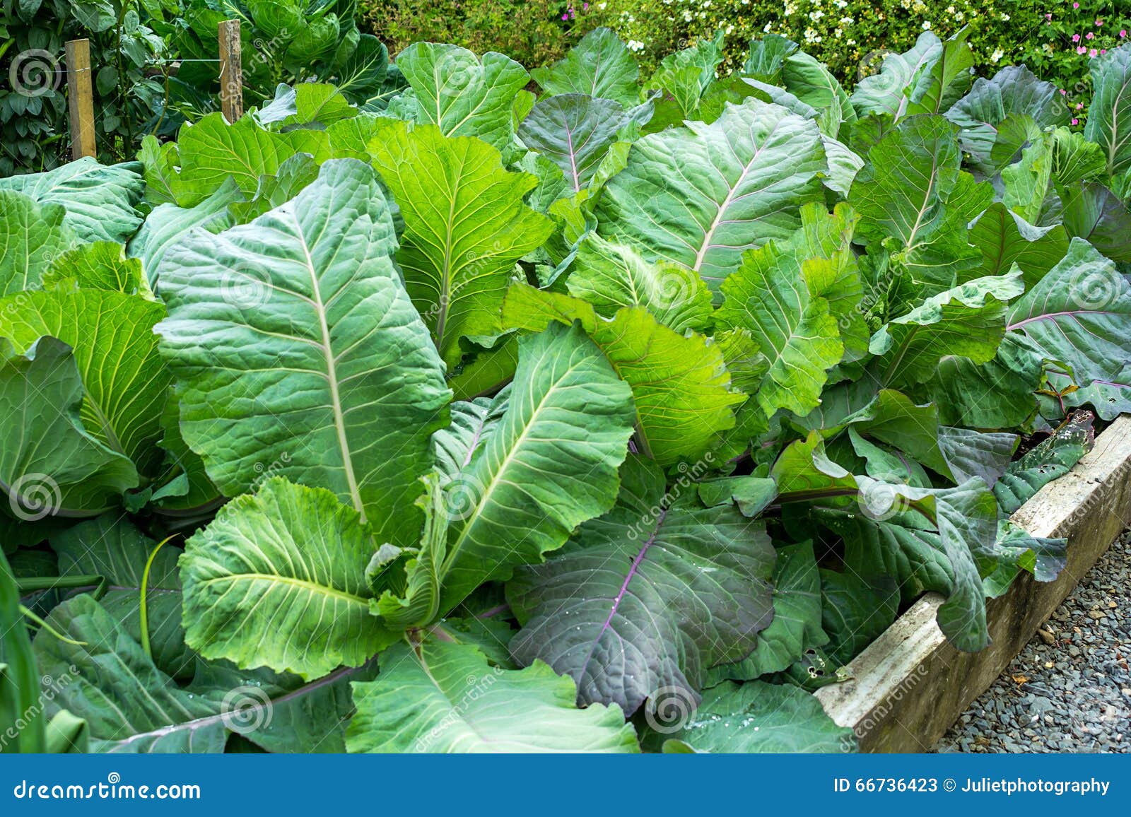 Kool Het Groeien in De Tuin Dicht Omhoog Stock Afbeelding - Image of ...