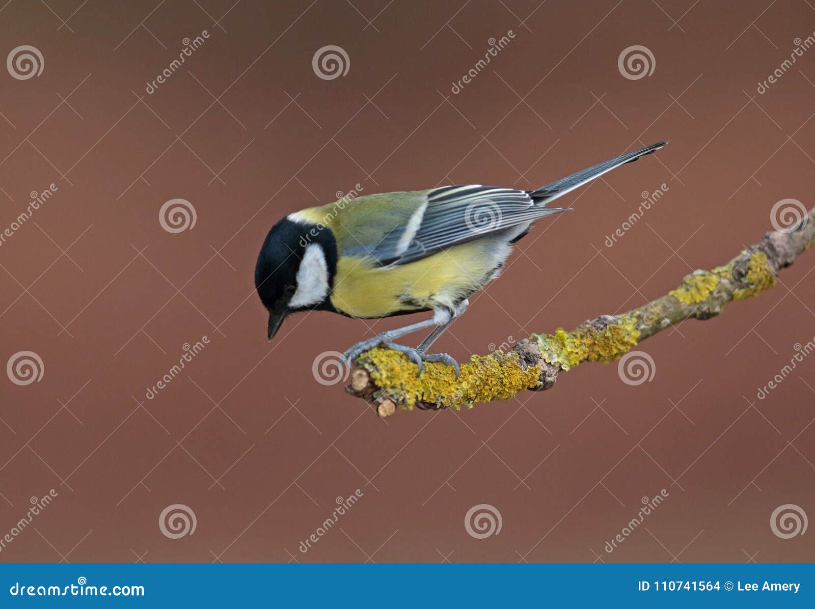 Koolmees stock foto. Image of landbouwgrond, tuin, vogels - 110741564