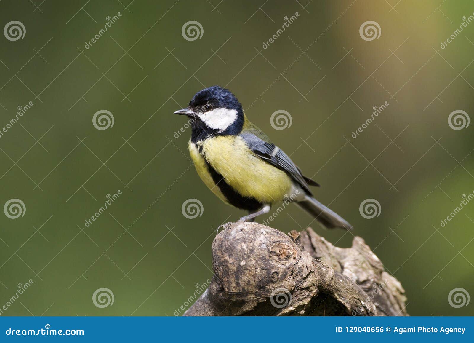 Koolmees, Great Tit, Parus Major Stock Photo - Image of bird, europe ...