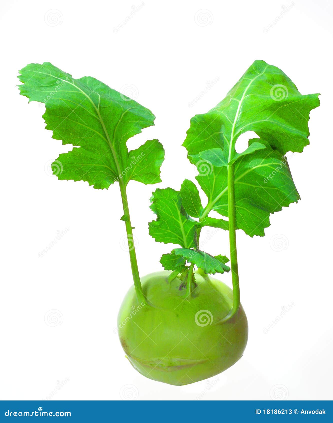 Koolraap stock afbeelding. Image of koolrapen, installatie - 18186213