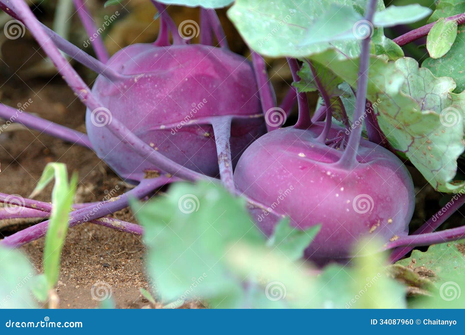Koolraap Op Het Landbouwbedrijf Stock Foto - Image of gebied, purper ...