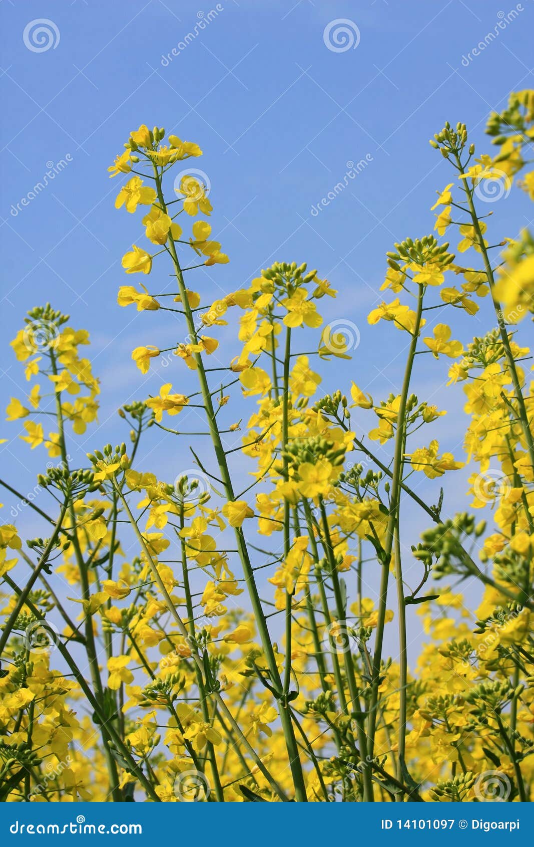 Koolzaad stock afbeelding. Image of landbouw, groei, blauw - 14101097