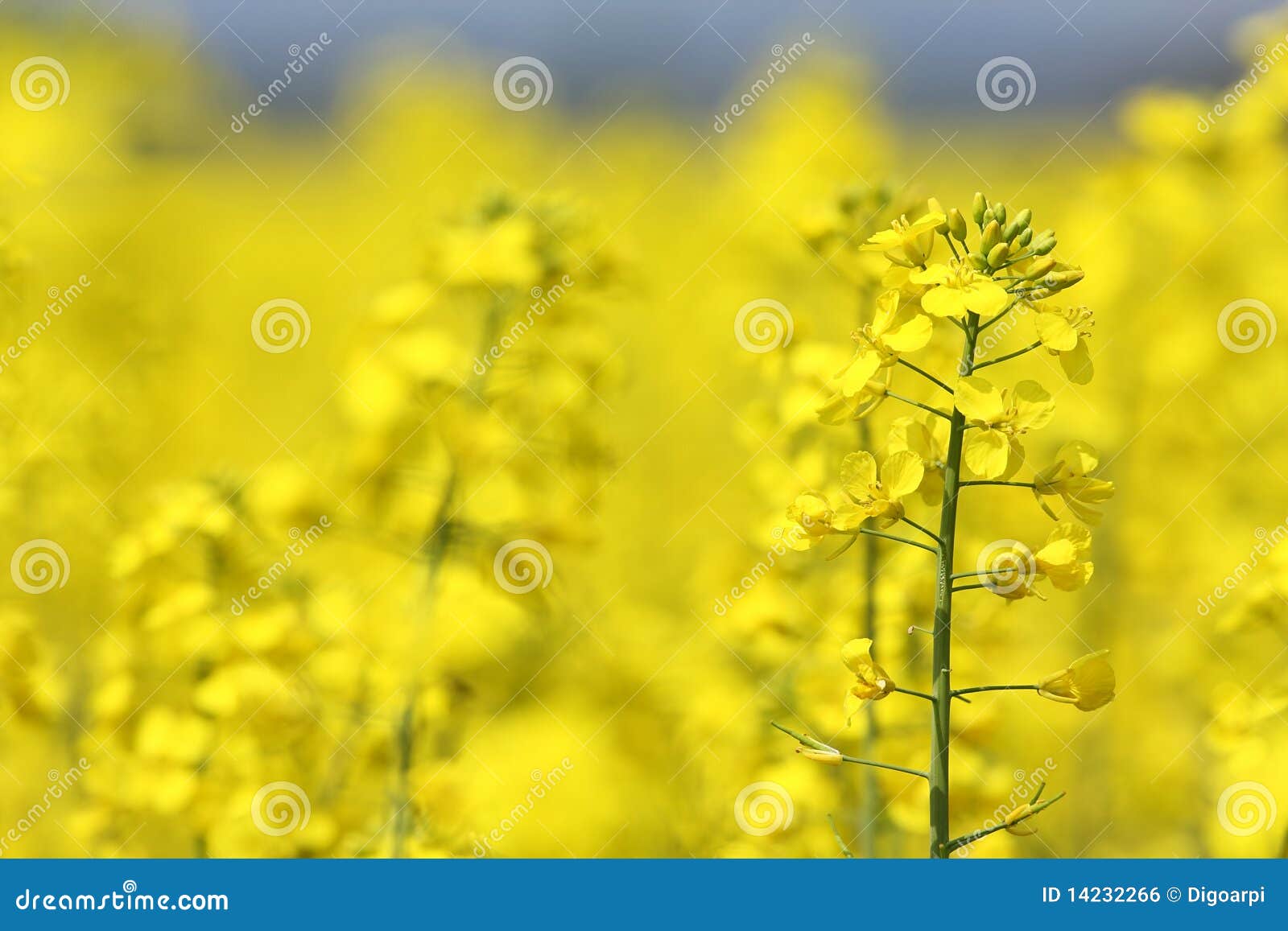 Koolzaad stock foto. Image of aardig, blauw, groei, sluit - 14232266