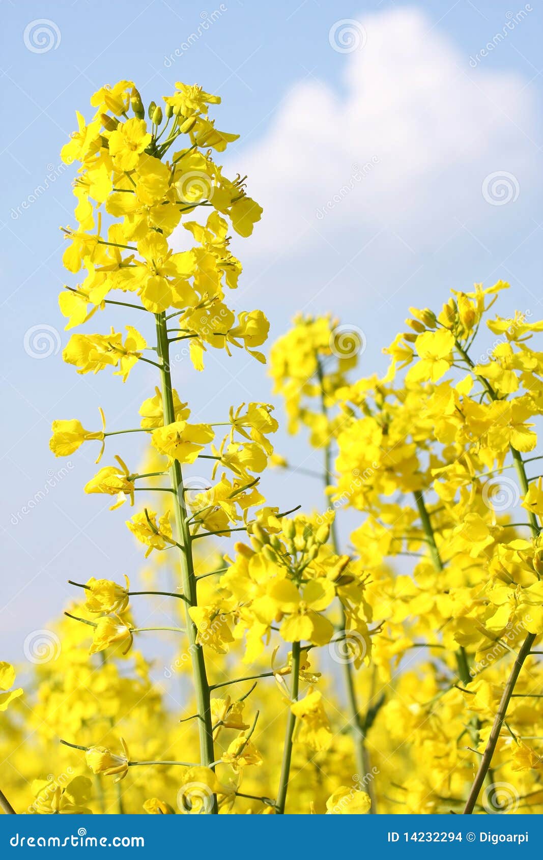 Koolzaad stock foto. Image of oogst, gras, blauw, gebied - 14232294