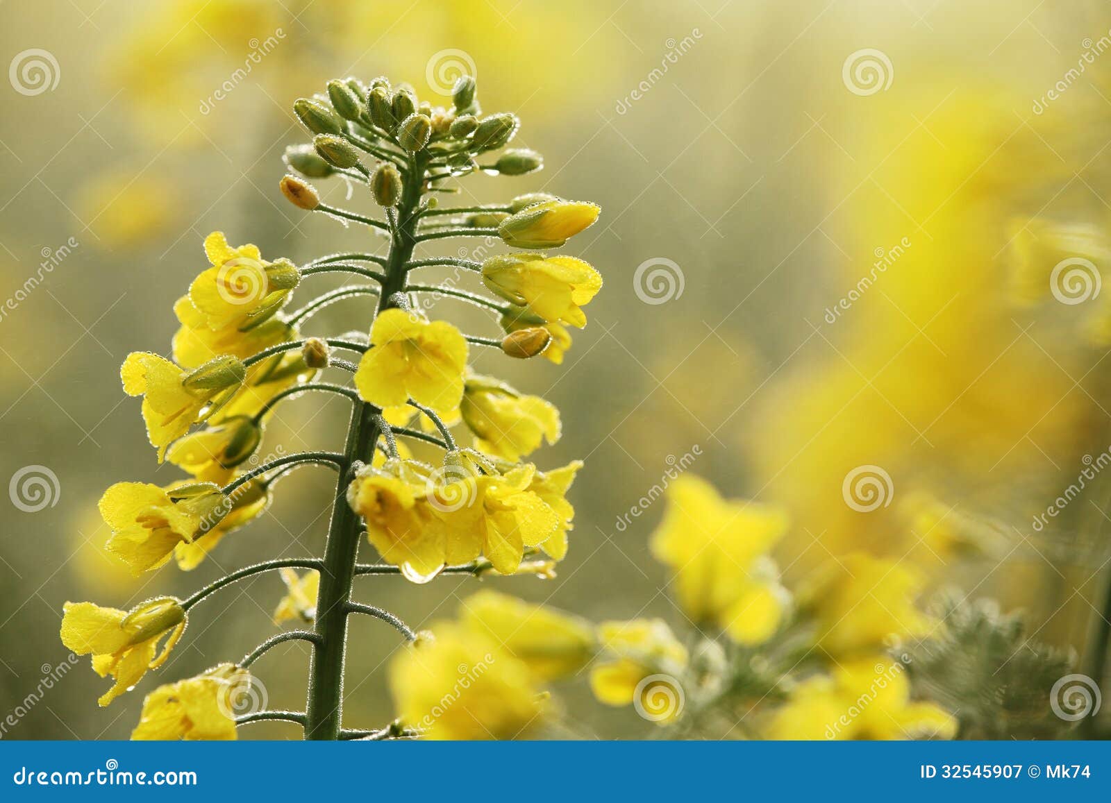 Koolzaad stock afbeelding. Image of installaties, daling - 32545907