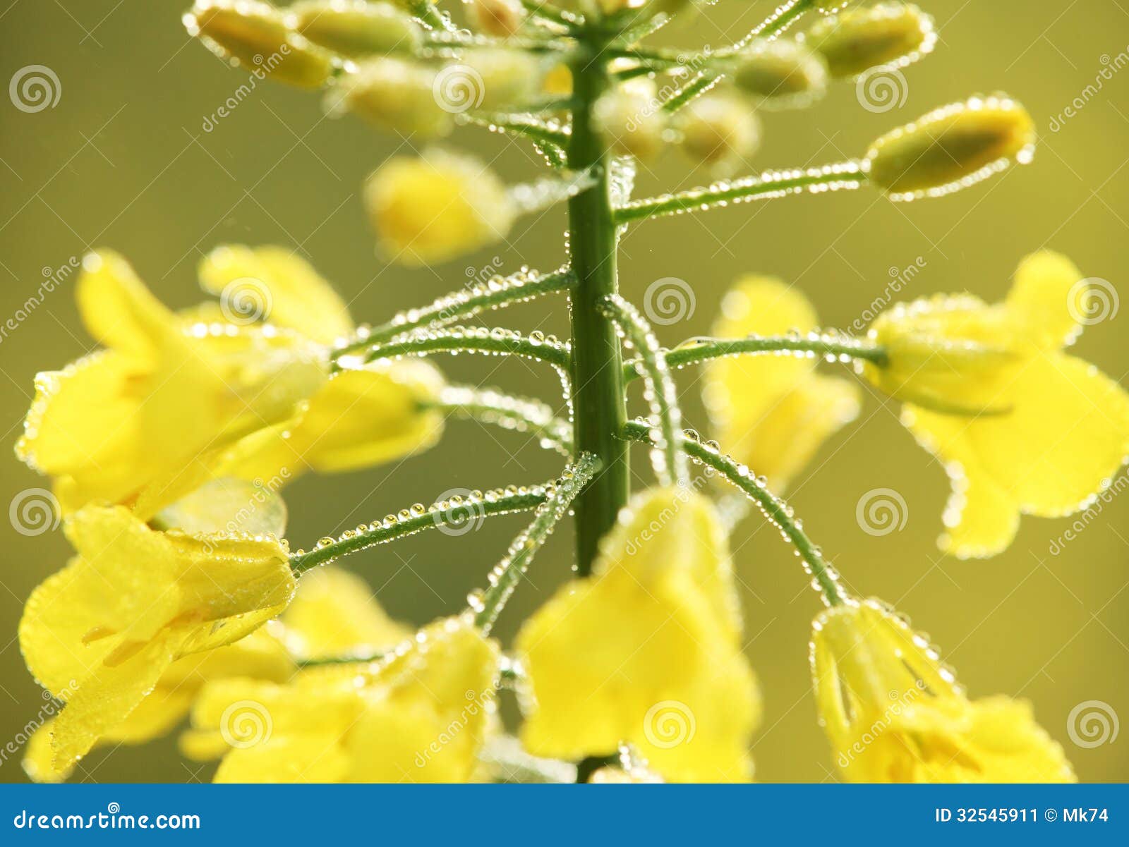 Koolzaad stock afbeelding. Image of macro, daling, installaties - 32545911