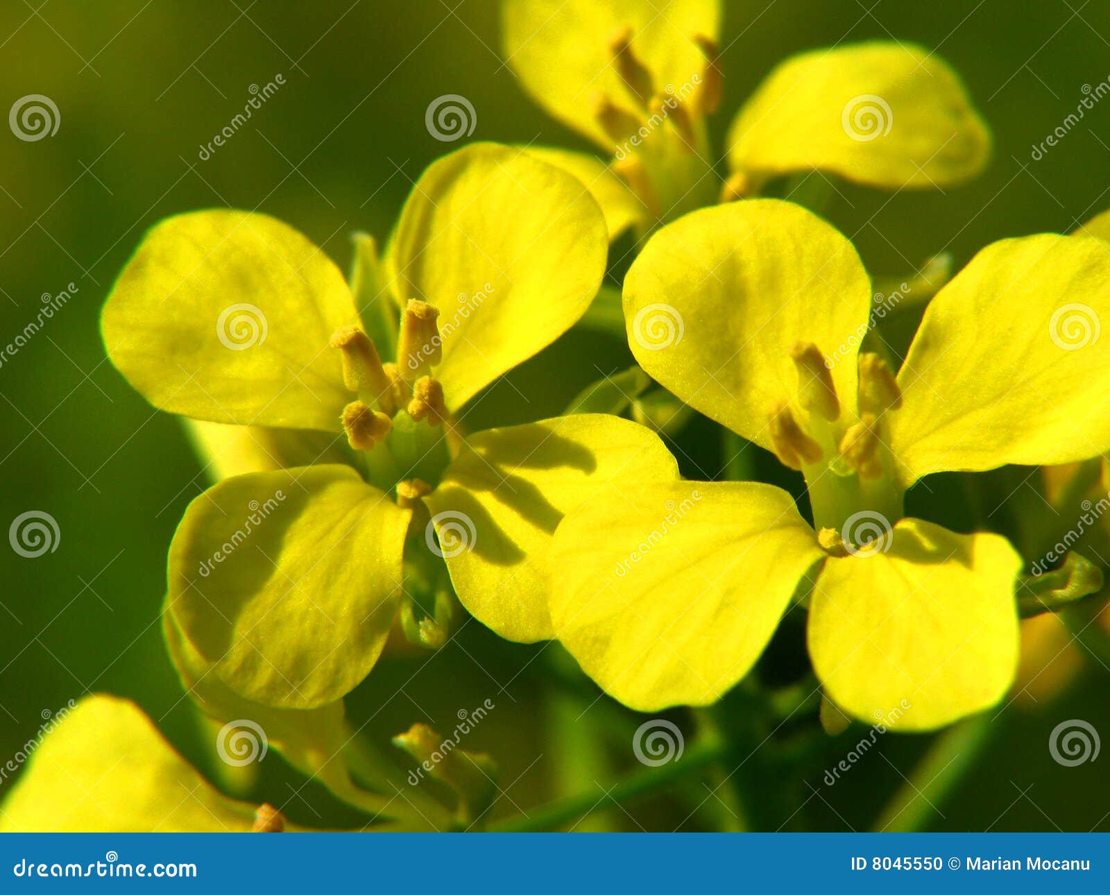 Koolzaad stock foto. Image of industrie, openlucht, bloemen - 8045550