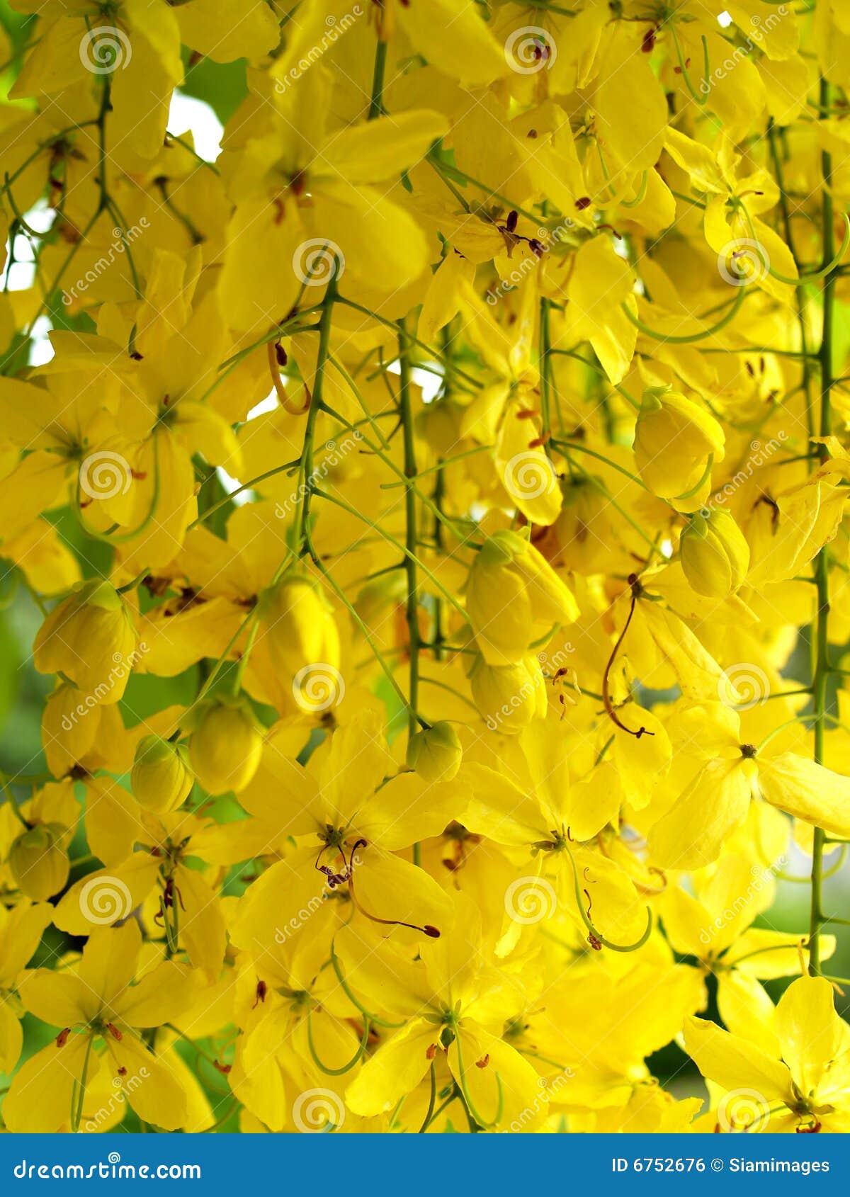 Koon flower stock photo. Image of spring, plant, florist - 6752676