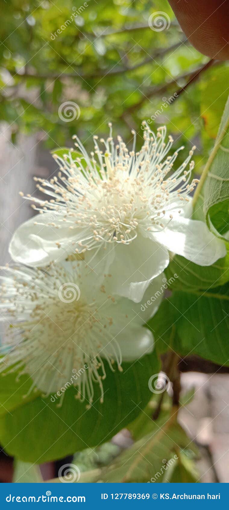 Koota Flowers Stock Photos - Free & Royalty-Free Stock Photos from ...