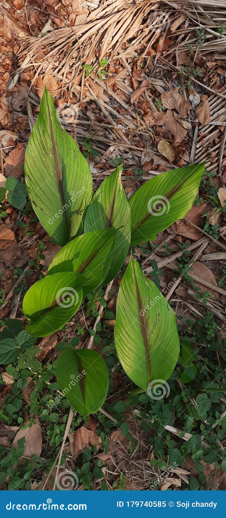Koova Leaf Stock Photos - Free & Royalty-Free Stock Photos from Dreamstime