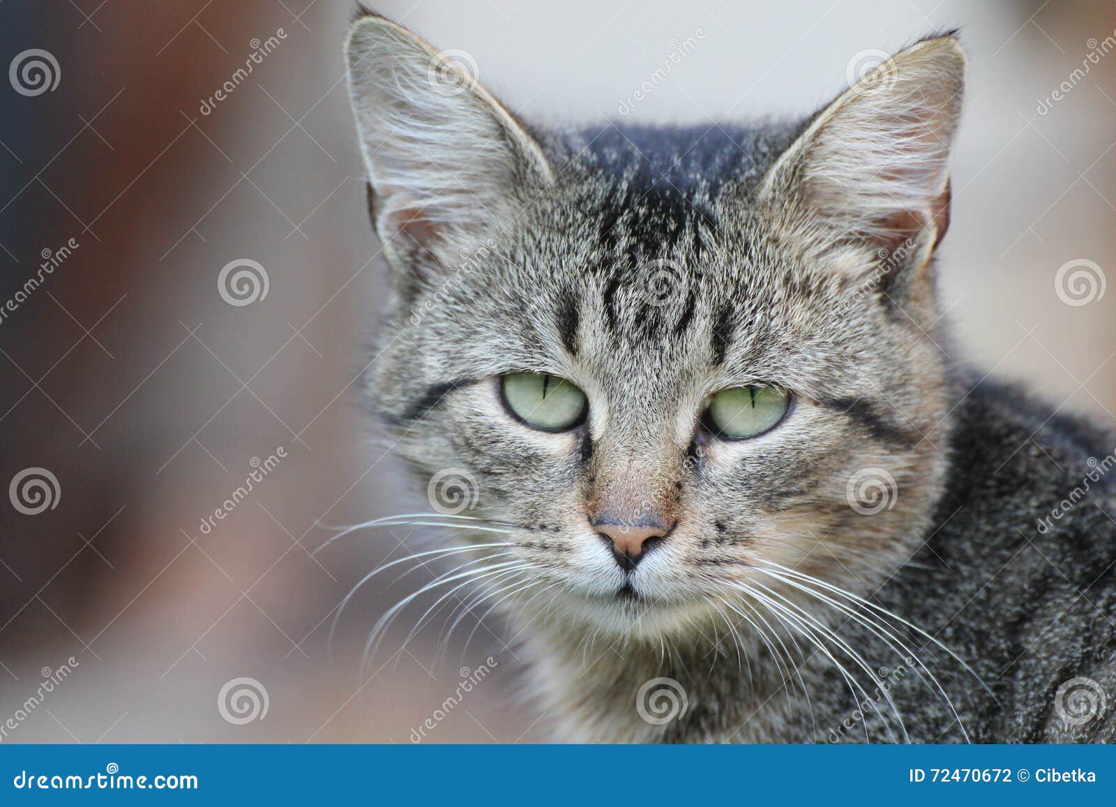 Kopf Der Katze Der Getigerten Katze Stockfoto - Bild von fauna ...