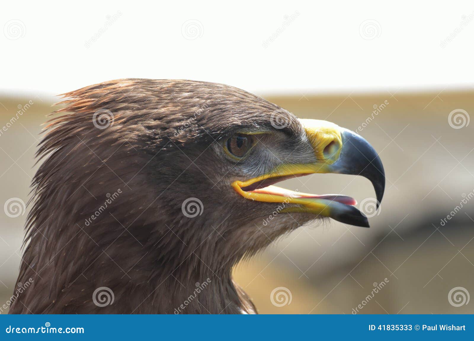Kopf des Adlers stockbild. Bild von auge, wild, nahaufnahme - 41835333