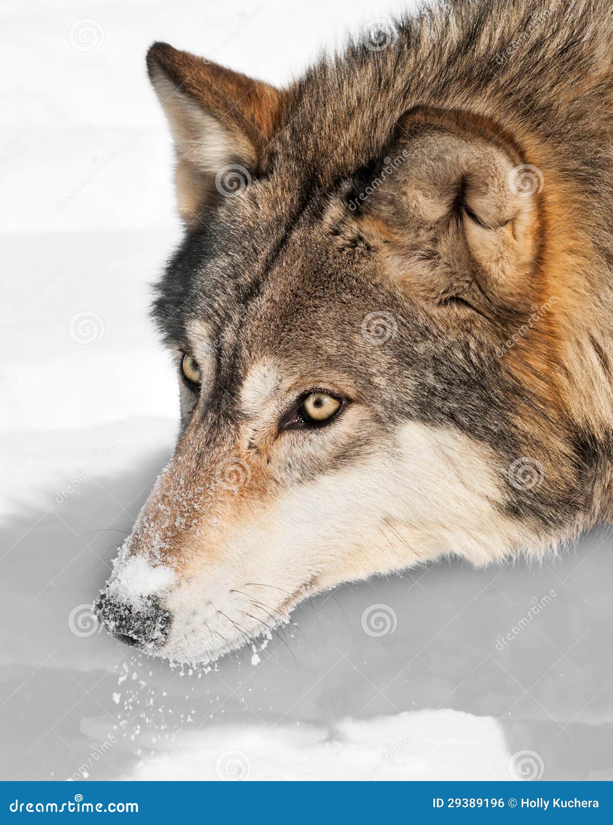 Kopf Des Grauen Wolf-(Canis Lupus) Mit Schnee Stockfoto - Bild von ...