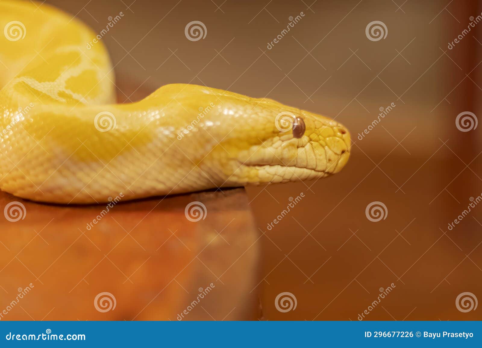 Kopffoto Eines Albino-Pythons Mit Einem Sehr Coolen Hintergrund ... Kopffoto Eines Albino-Pythons Mit Einem Sehr Coolen Hintergrund ...