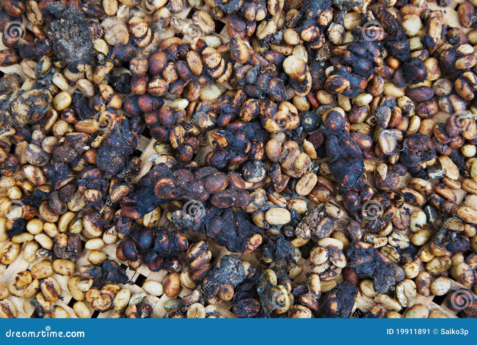 Kopi Luwak is the World S Most Expensive Coffee Stock Image - Image of ...