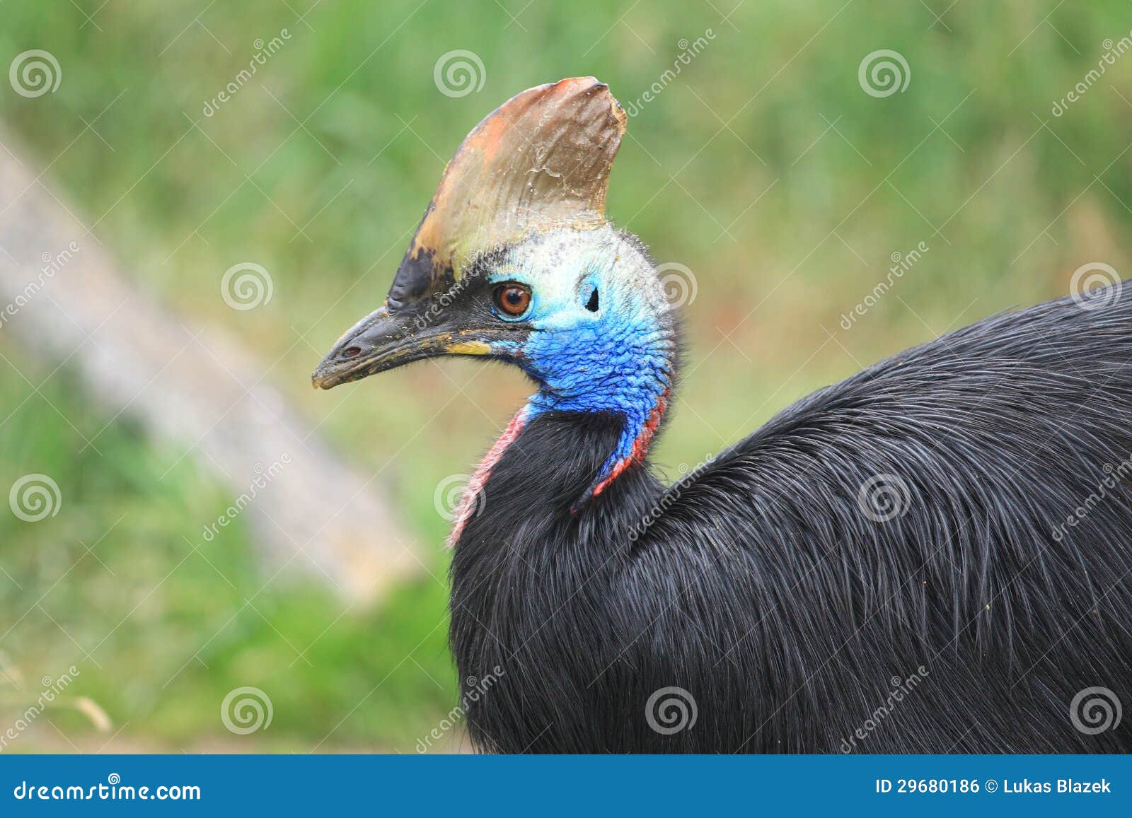 Kopii cassowary zdjęcie stock. Obraz złożonej z ptak - 29680186