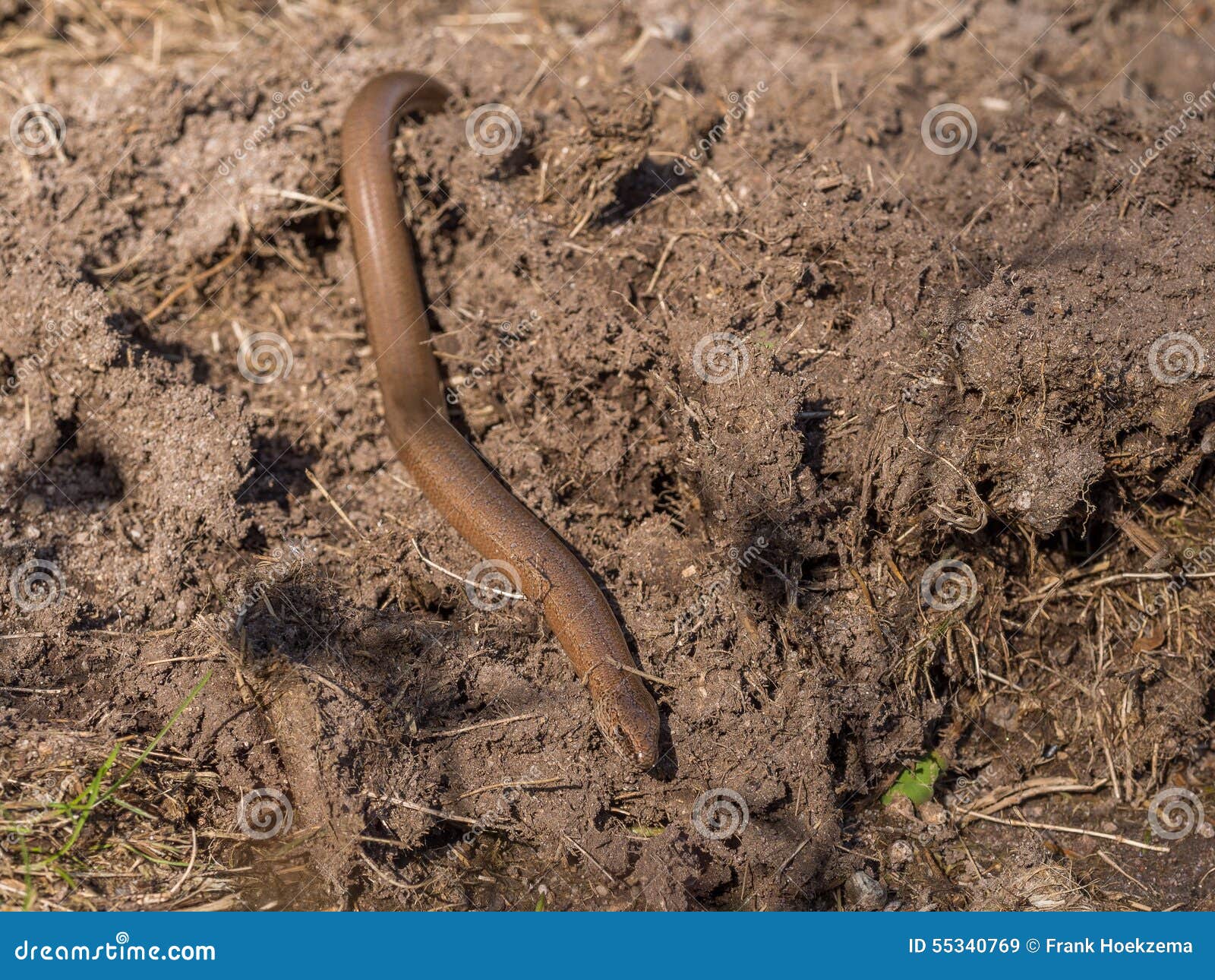 Kopparorm på en brun jord fotografering för bildbyråer. Bild av vild ...