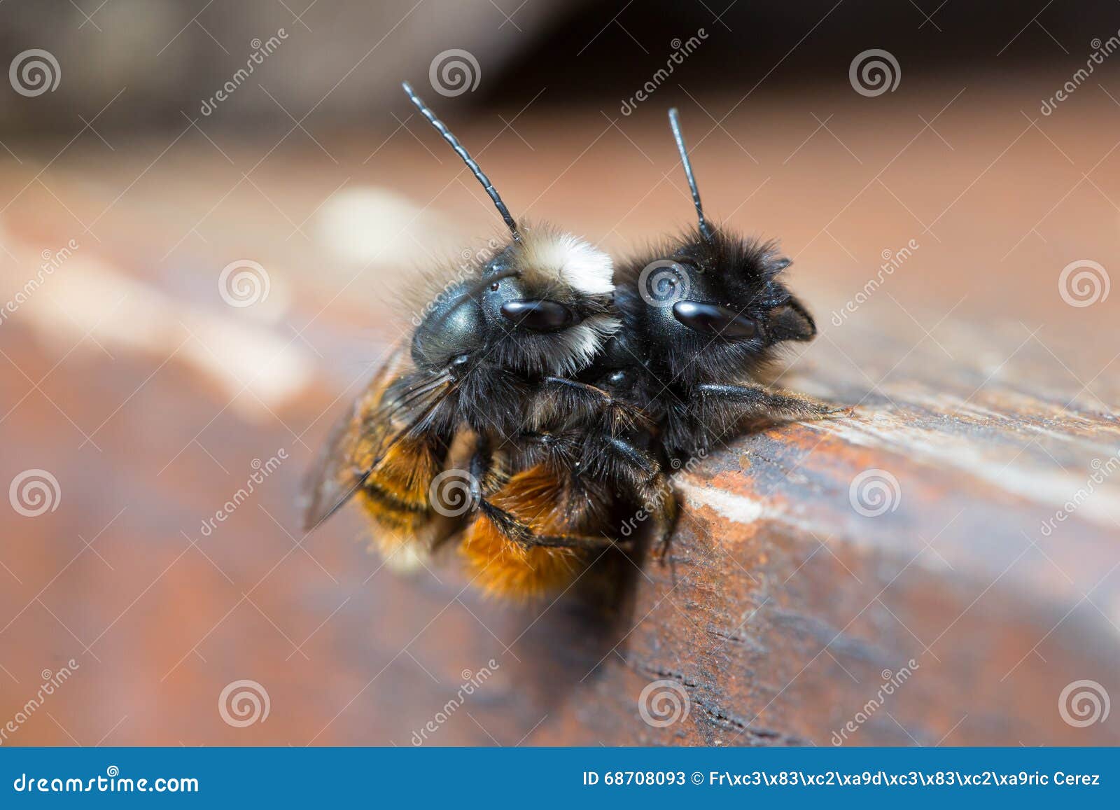 Koppelende solitaire bijen stock afbeelding. Image of macro - 68708093