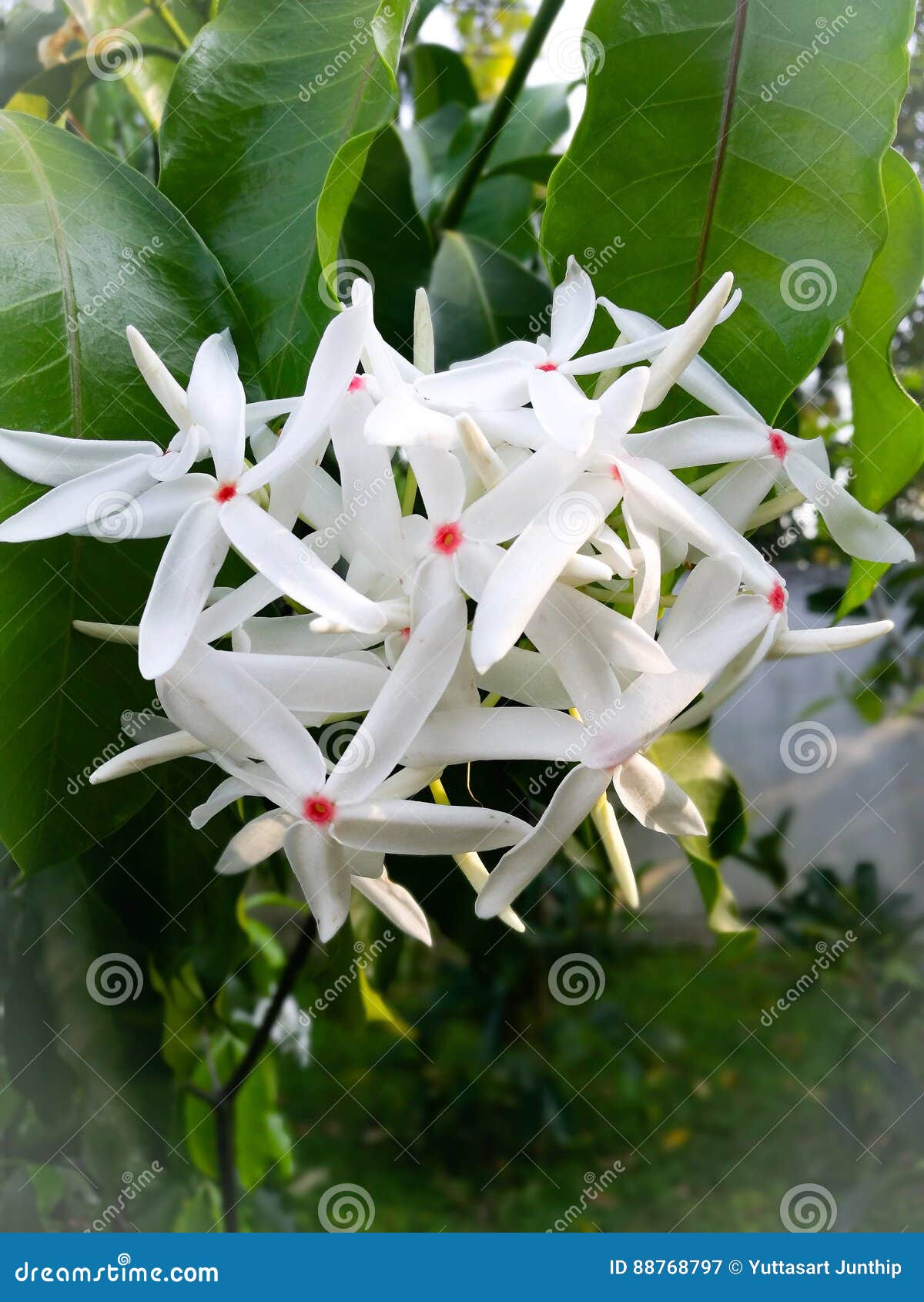 Kopsia arborea Blume stock image. Image of blume, beautiful - 88768797