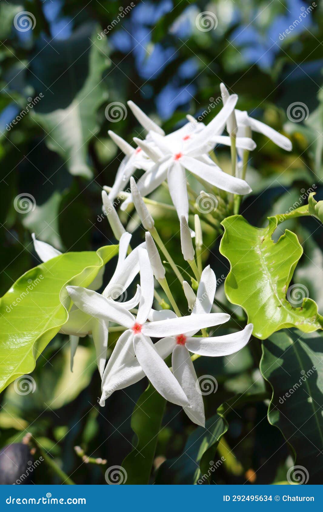 Kopsia flower 3 stock photo. Image of petal, drops, botany - 292495634