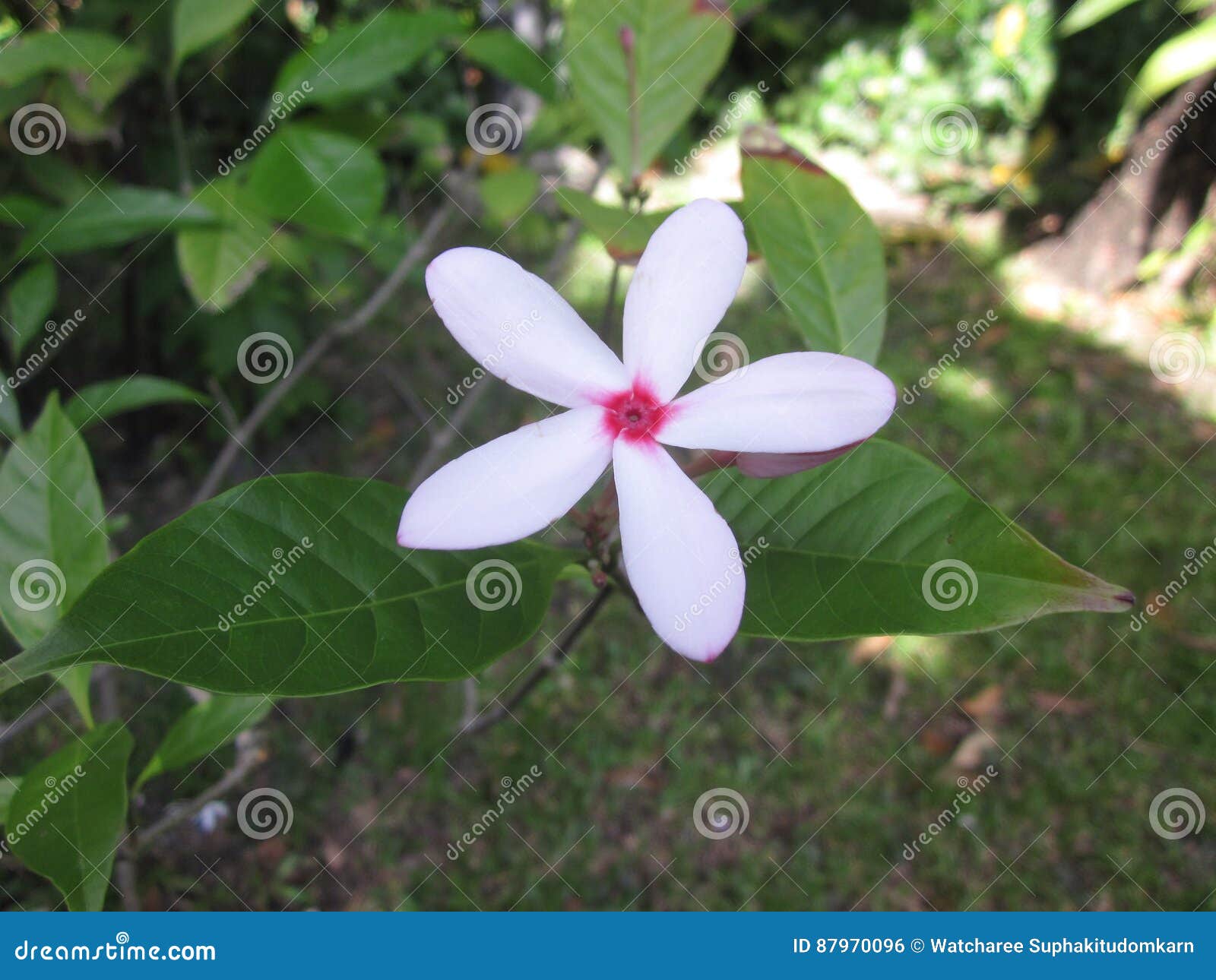 Kopsia Fruticosa (Kopsia Fruticosa (Kerr) A. DC.) Stock Photo ...