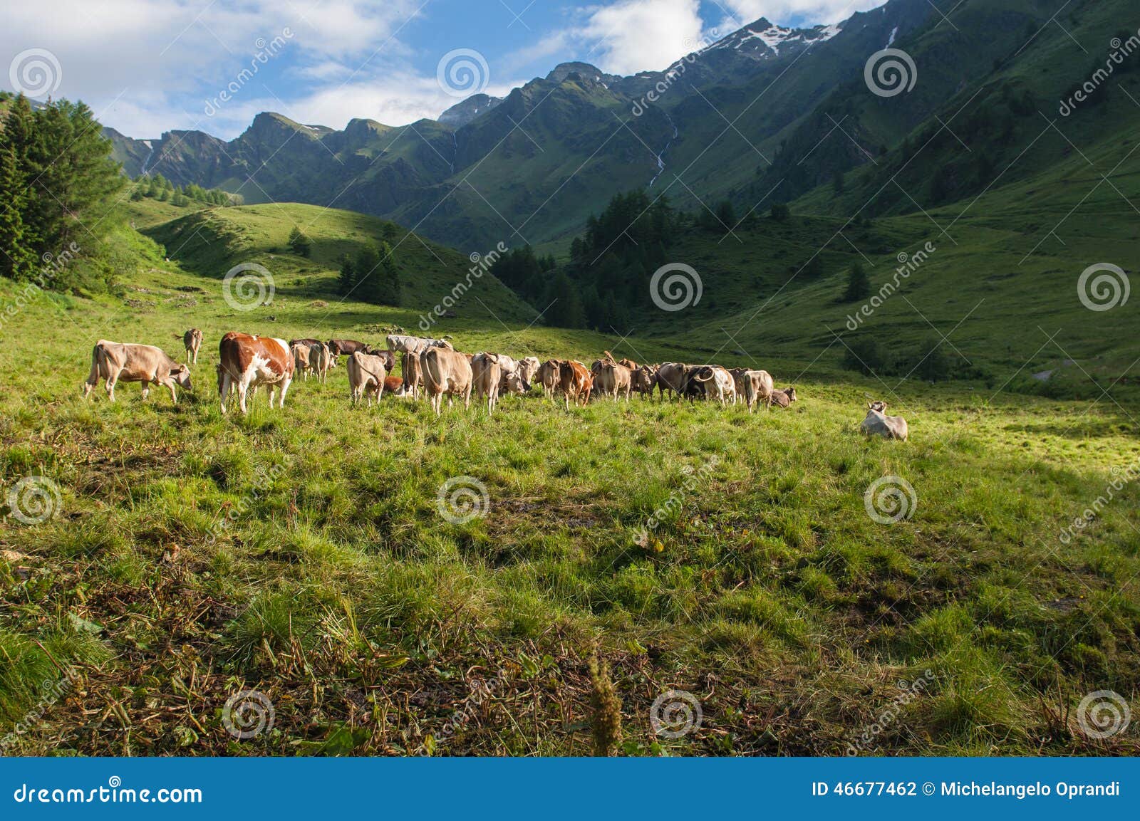 Kor i berg arkivfoto. Bild av kalv, barn, svart, galler - 46677462