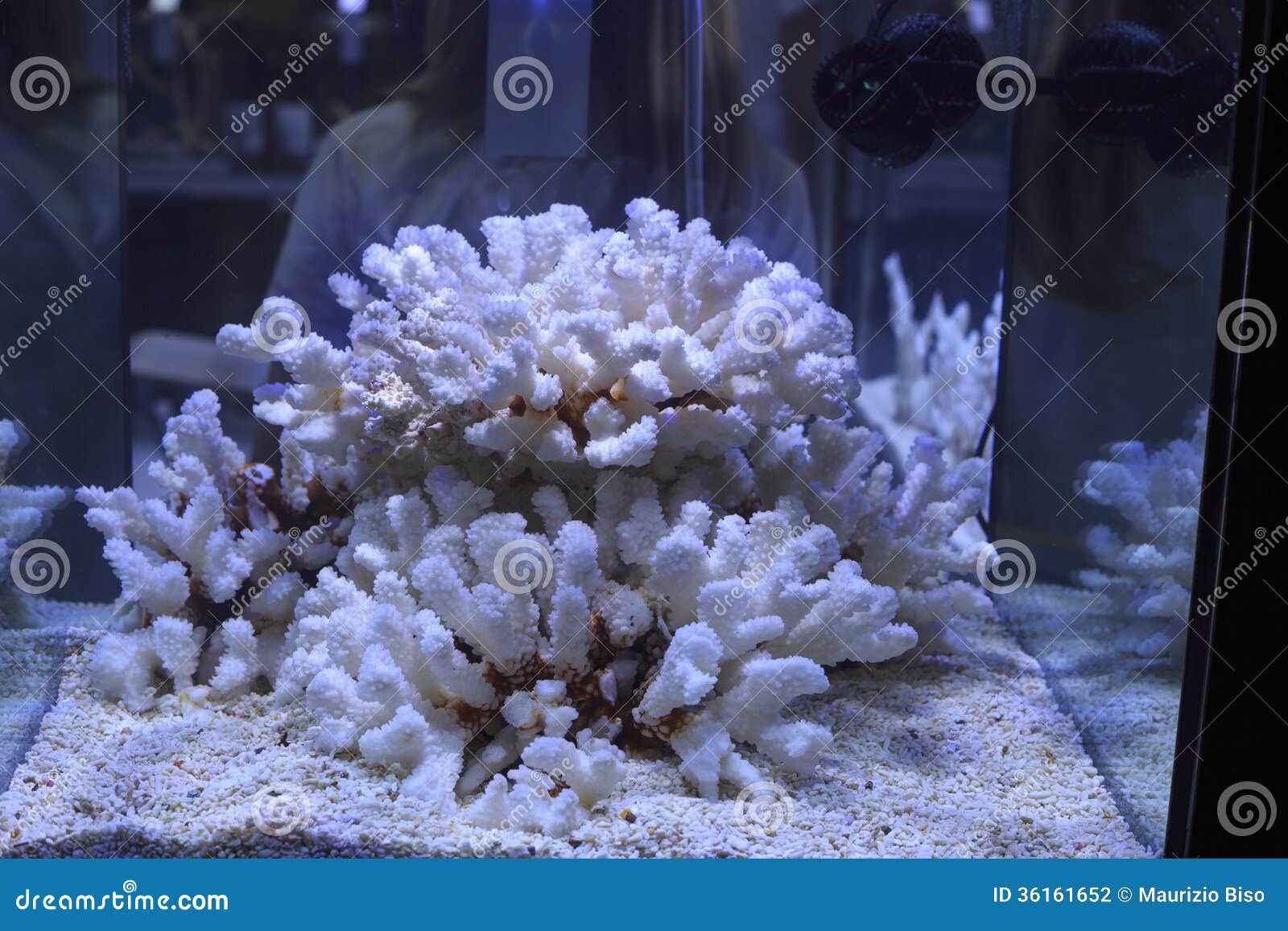 Koraal in aquarium stock foto. Image of perfectie, huisdieren - 36161652