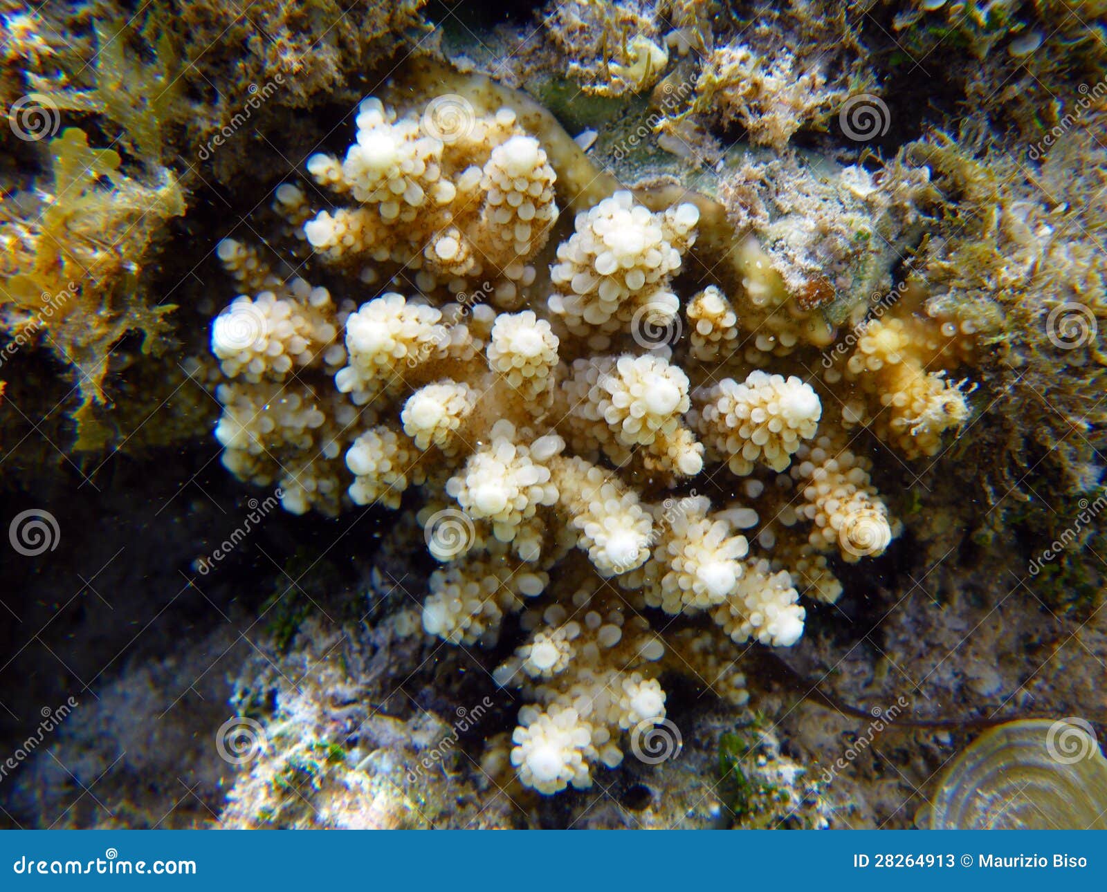 Koraal en algen stock afbeelding. Image of koraal, afrika - 28264913