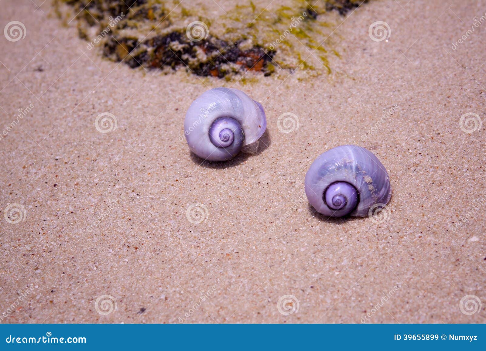 Koraal en dode shells stock afbeelding. Image of sluit - 39655899