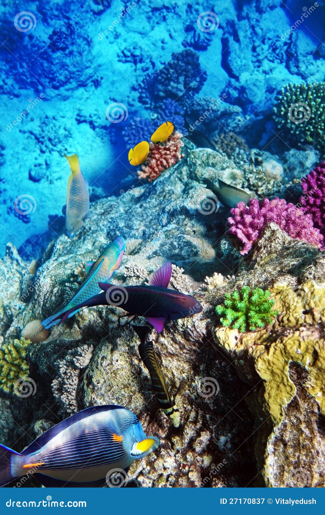 Koraal en vissen stock afbeelding. Image of nave, aquarium - 27170837