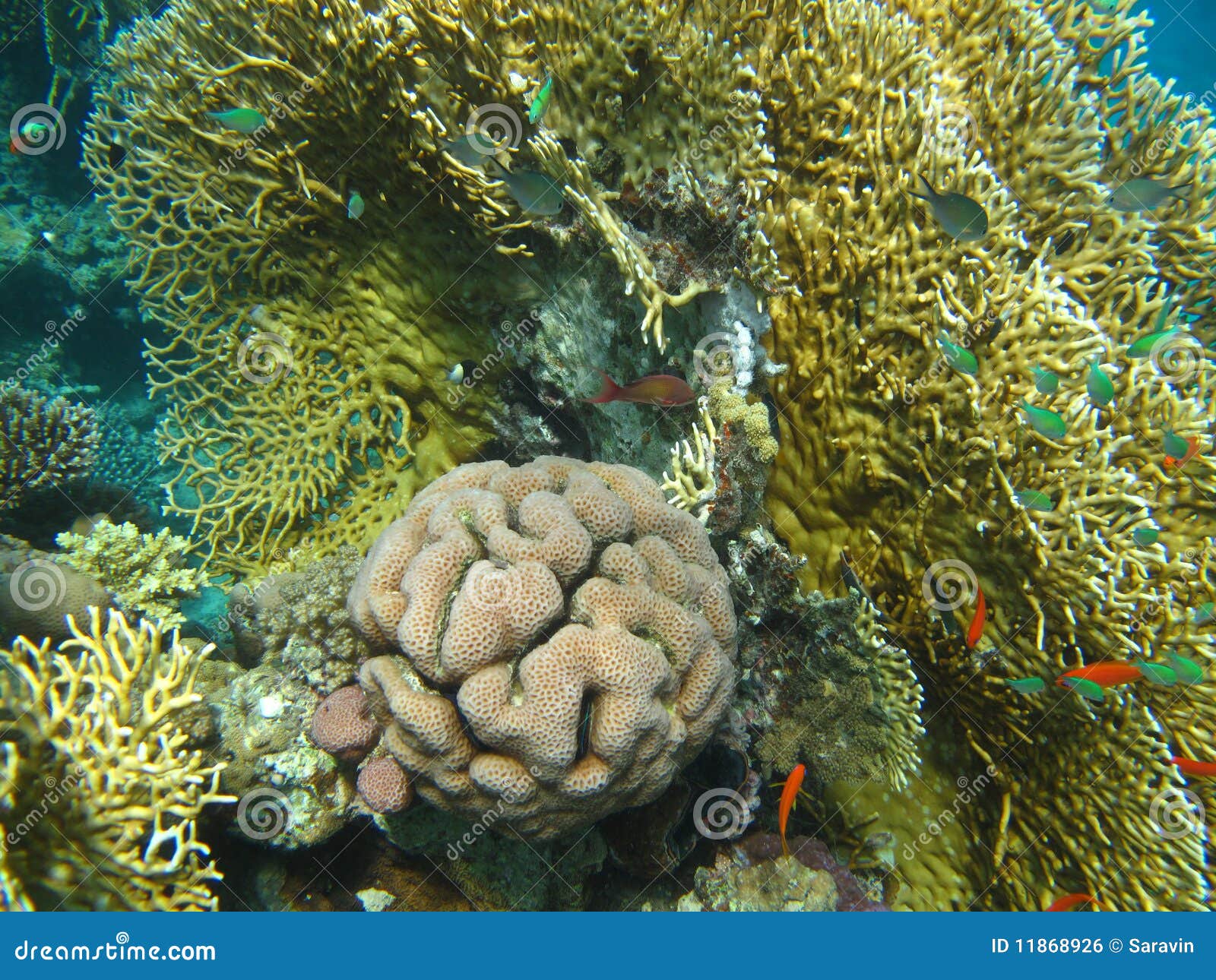 Koraal En Vissen Van Rode Overzees Stock Foto - Image of reis, vakantie ...