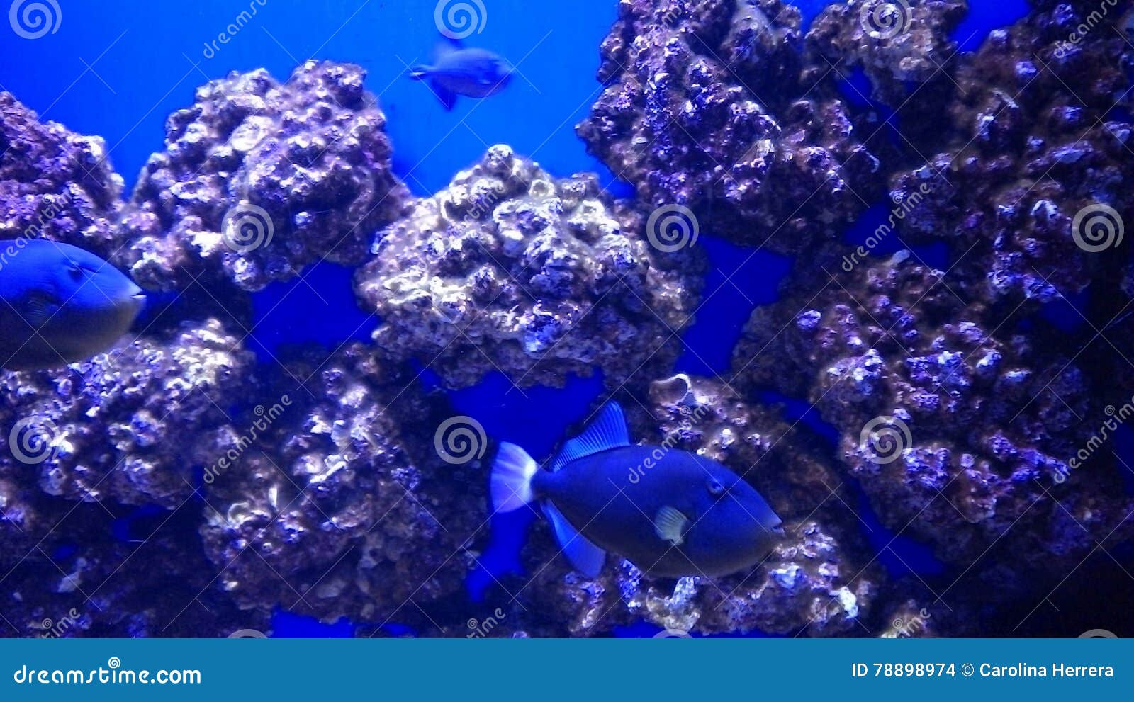 Koraal II stock foto. Image of vissen, koraal, water - 78898974