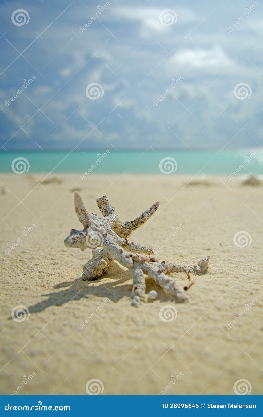 Koraal op strand stock afbeelding. Image of blauw, gebroken - 28996645