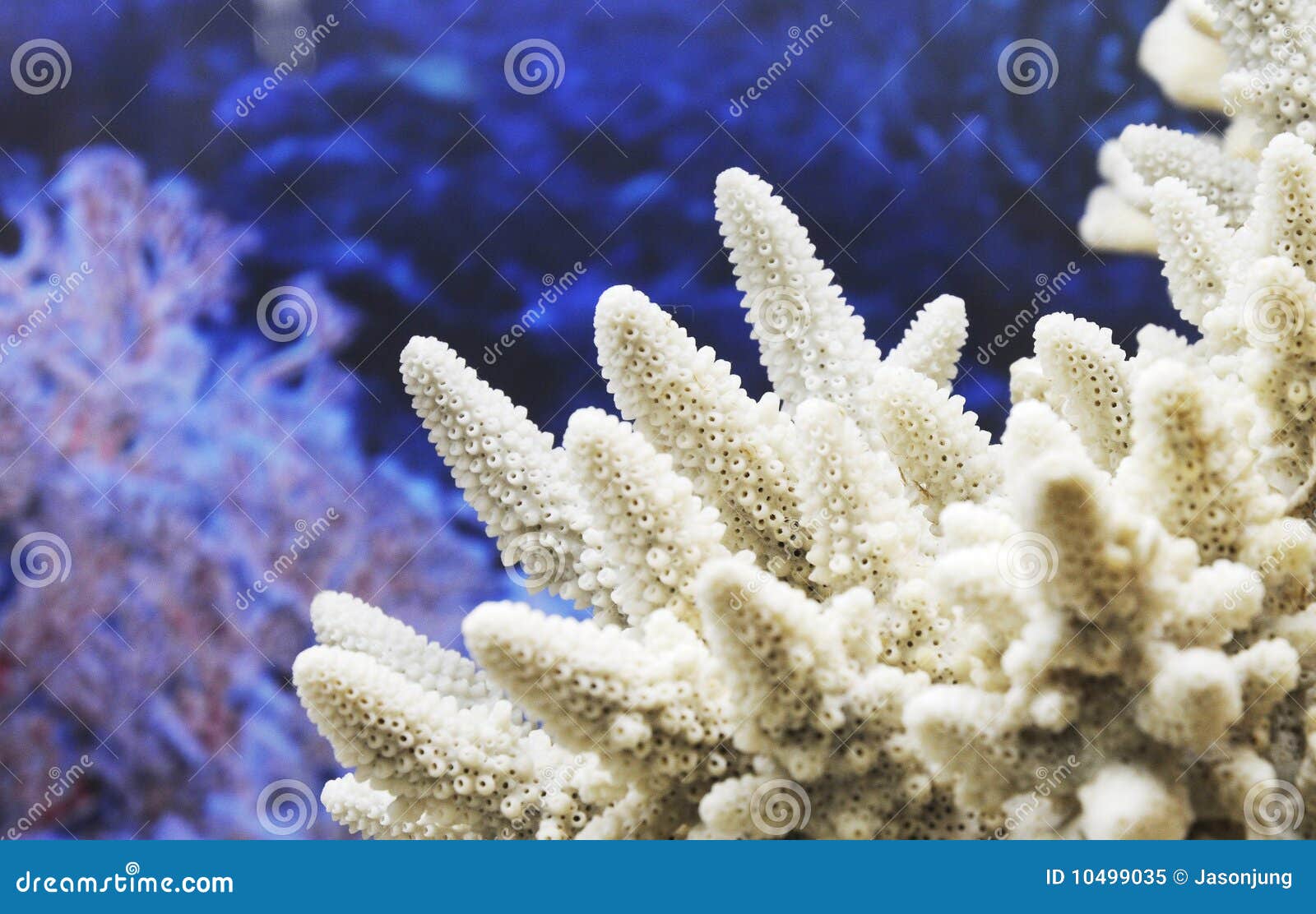 Koraal van diepzee stock afbeelding. Image of diep, overzees - 10499035