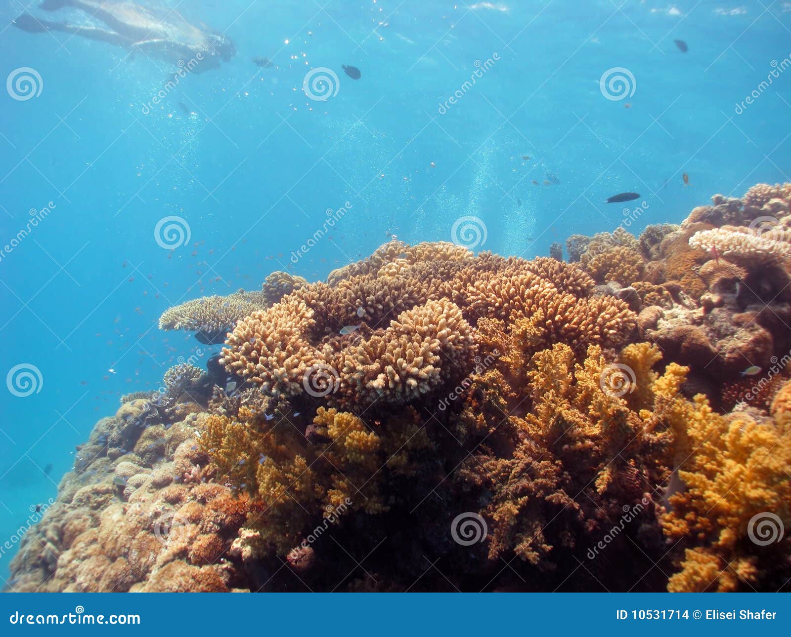 Koraalrif stock foto. Image of koraal, kolonie, duik - 10531714