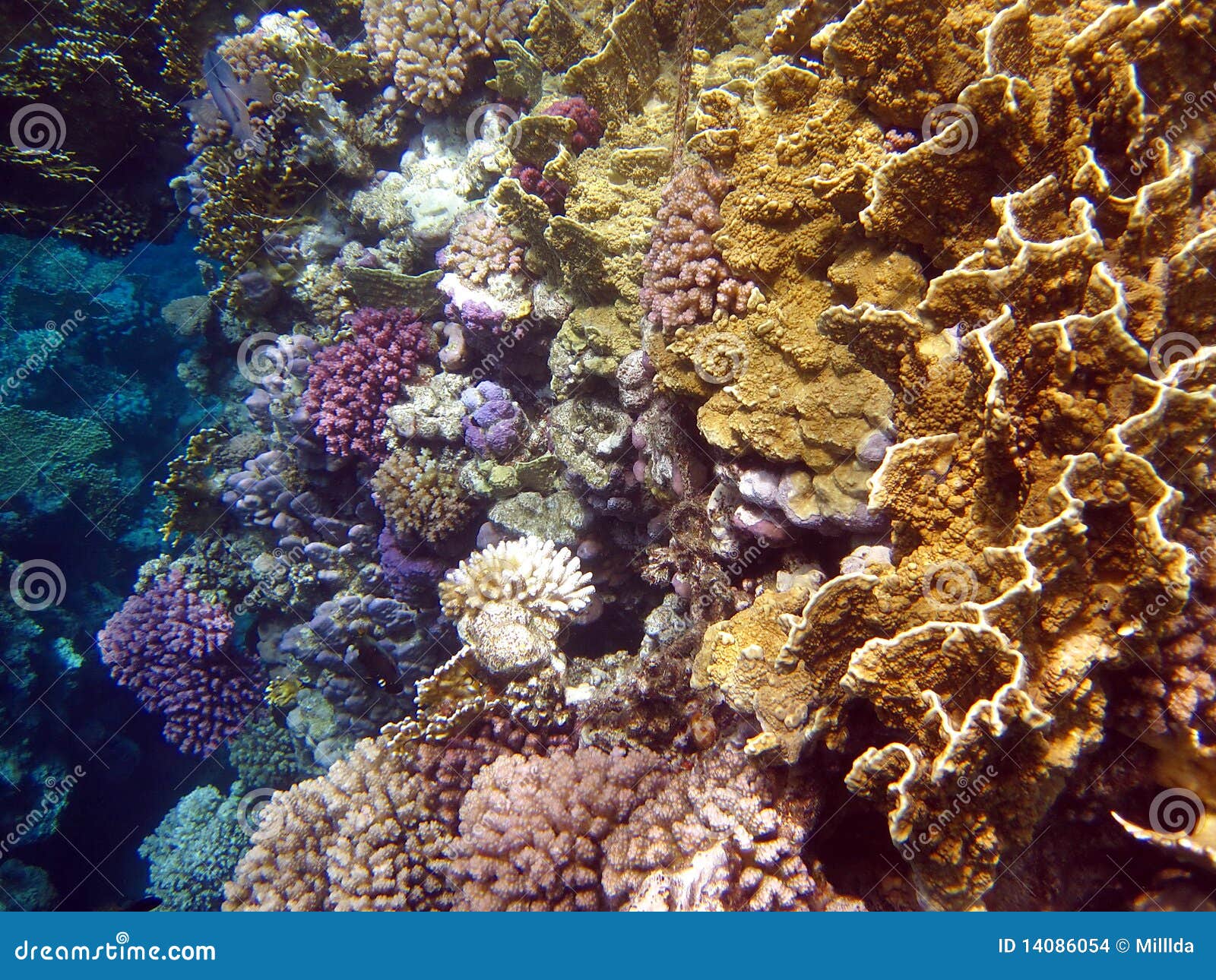 Koraalrif stock foto. Image of water, rood, duik, zoutwater - 14086054