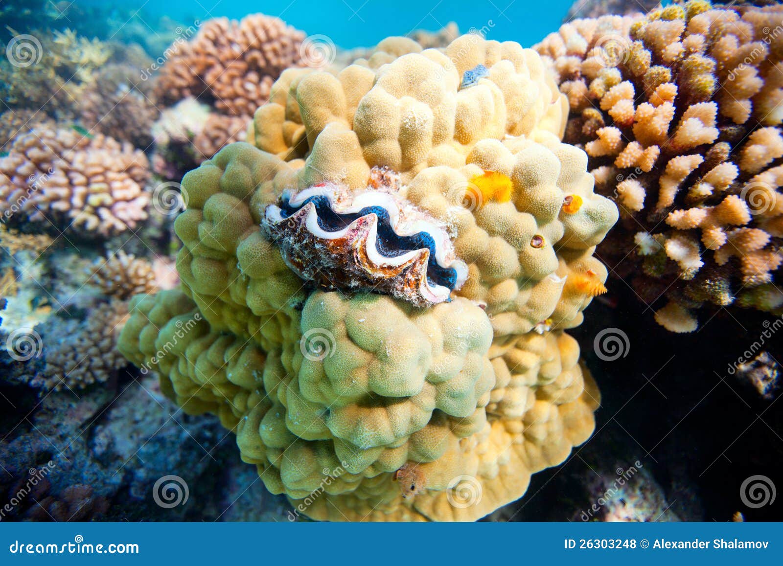 Koraalrif stock foto. Image of aquarium, duik, vissen - 26303248