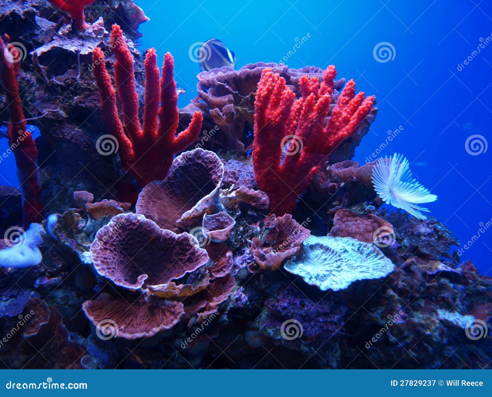 Koraalrif stock afbeelding. Image of water, kalmte, kleuren - 27829237