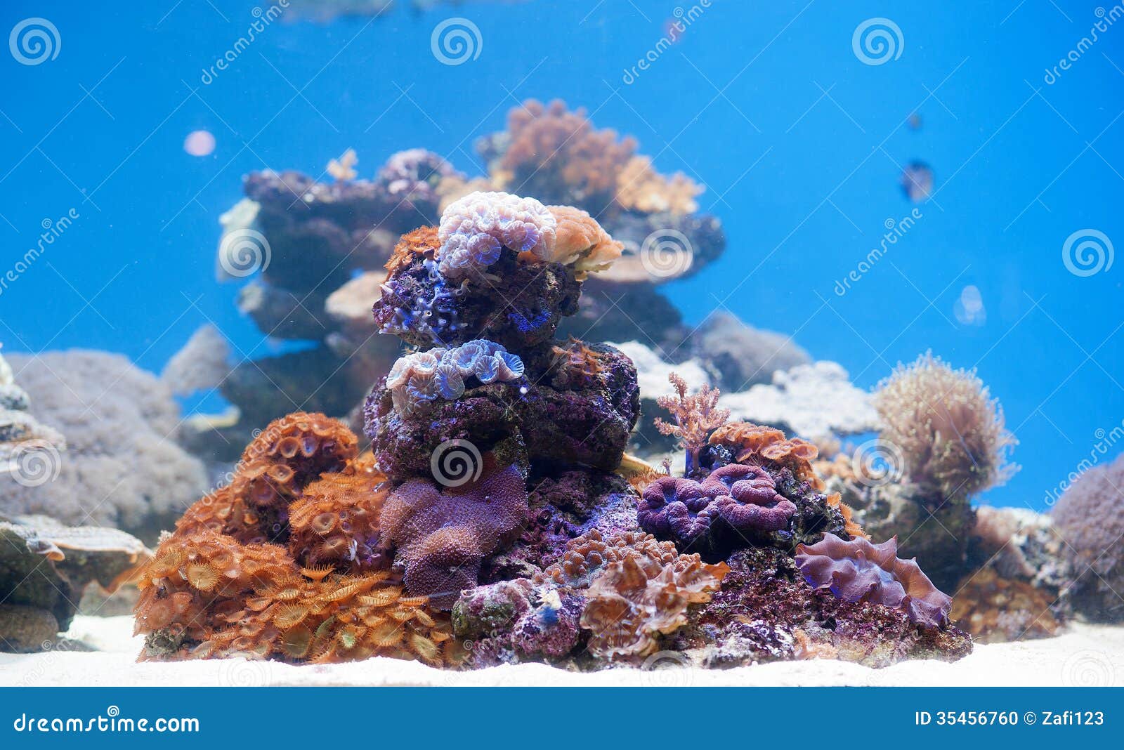 Koraalrif stock foto. Image of biodiversiteit, tropisch - 35456760