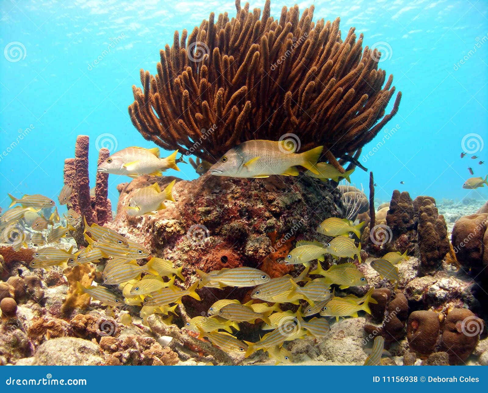 Koraalrif en vissen stock foto. Image of water, wijd - 11156938