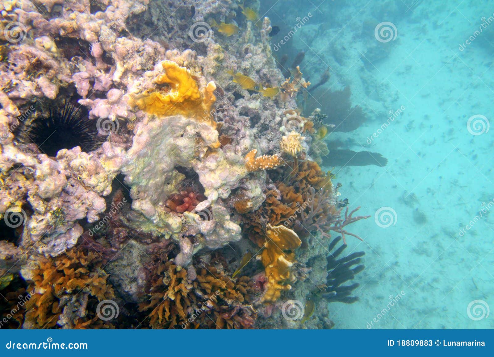 Koraalrif in Mayan Riviera Cancun Mexico Stock Afbeelding - Image of ...