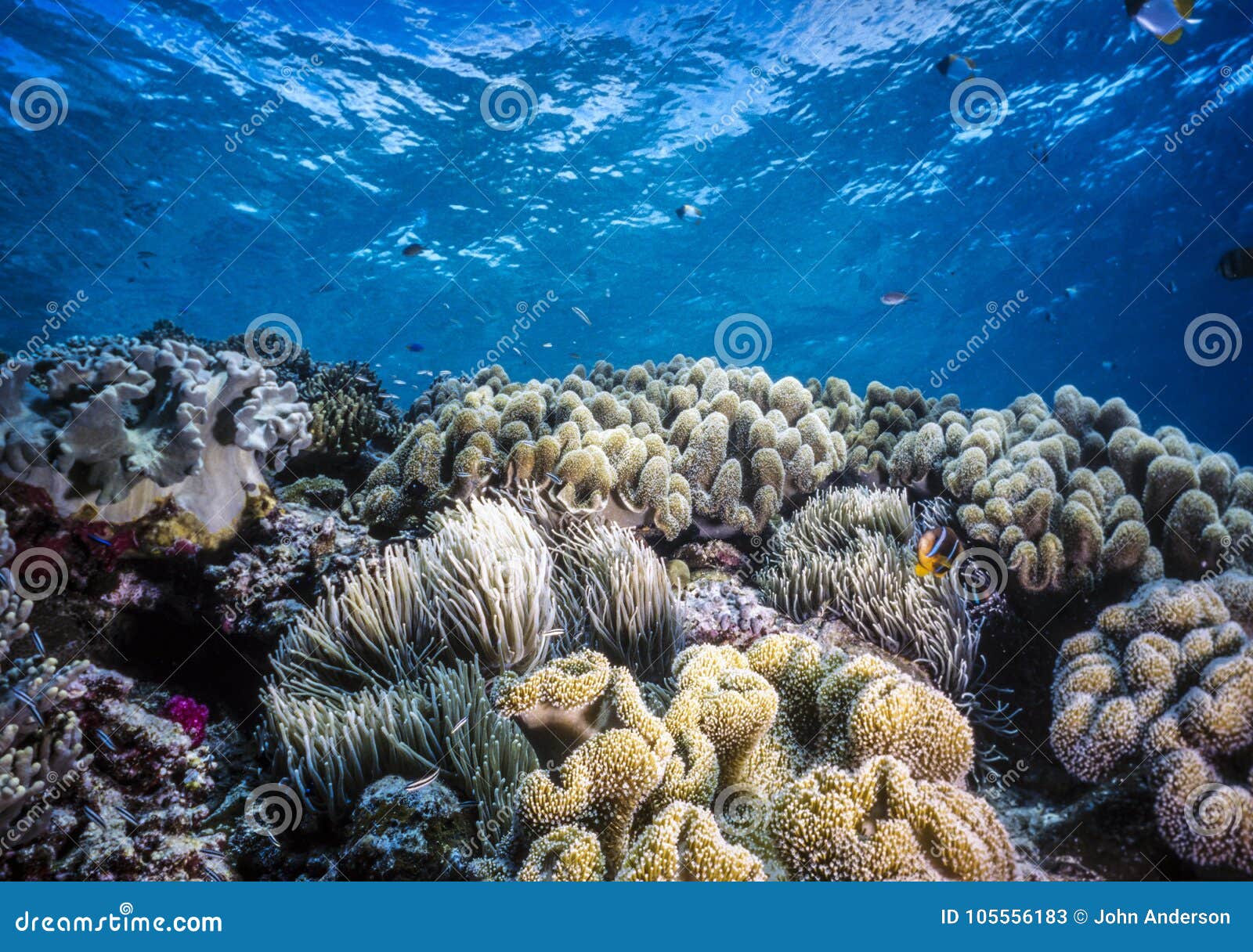 Koraalrif Palau stock afbeelding. Image of vreedzaam - 105556183