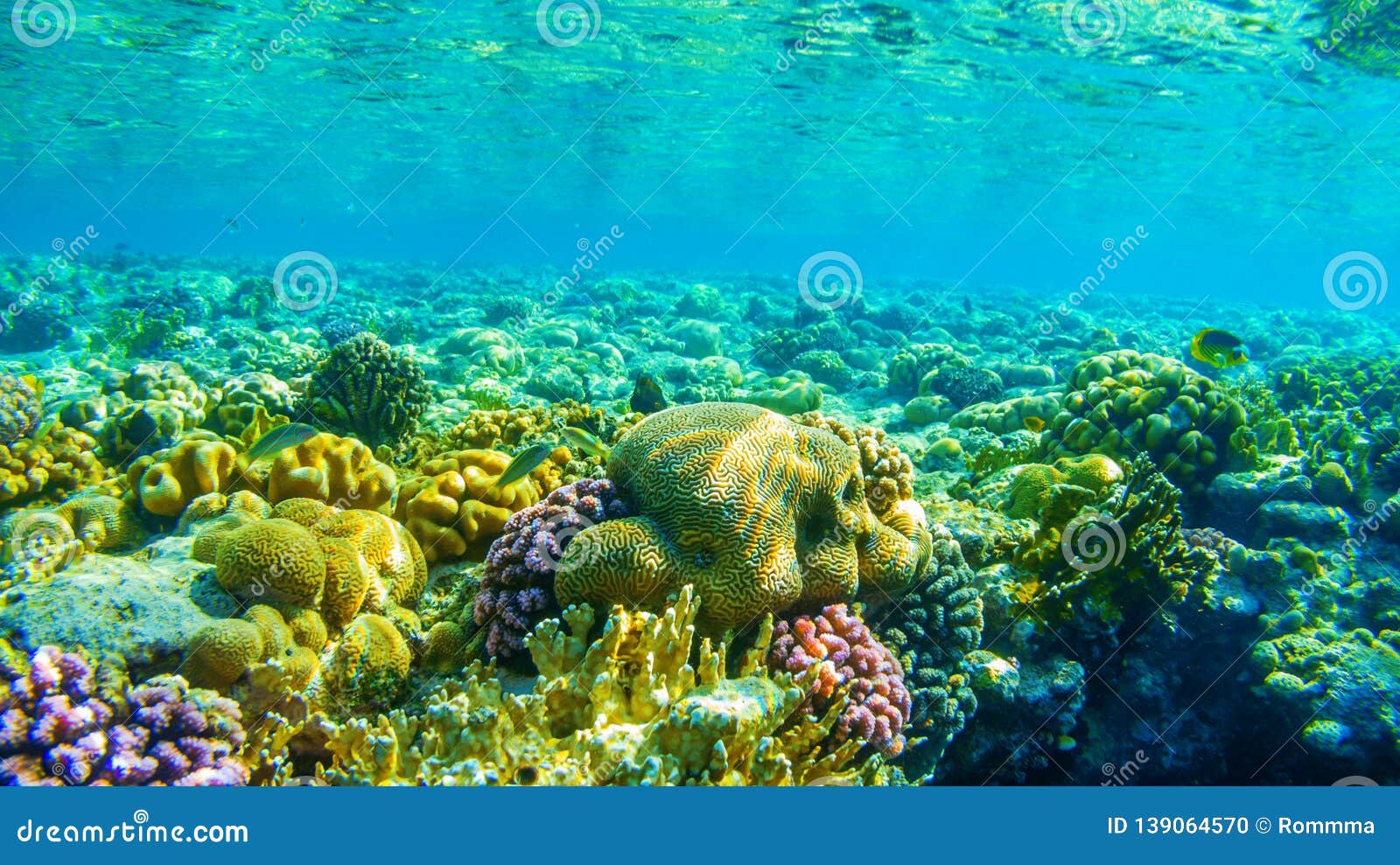 Koraalrif in Rode overzees stock foto. Image of oceaan - 139064570