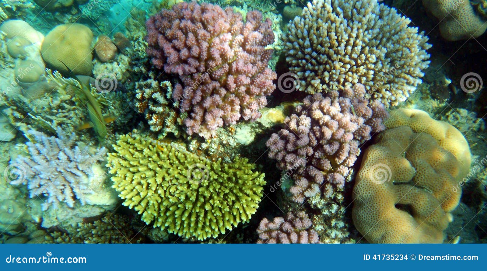 Koralen stock foto. Image of koralen, koraal, roze, water - 41735234